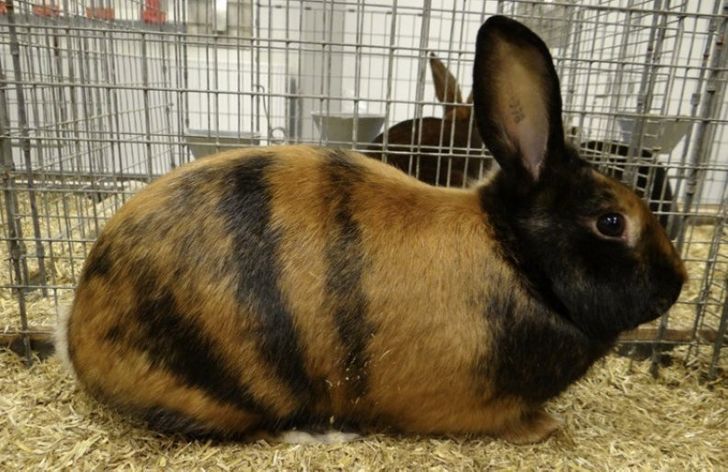 പ്രകൃതിയിലെ അത്ഭുതകരങ്ങളായ 20 വളർത്തുമൃഗങ്ങൾ - The FunStations